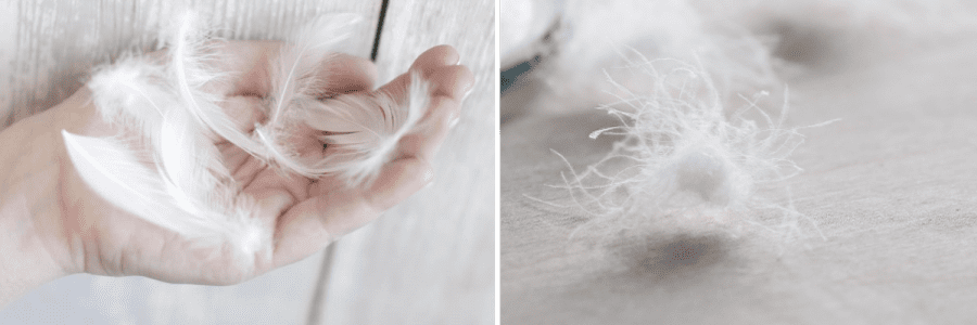 The Sustainability of Polyester Vs. Down & Feather | DOWN inc.